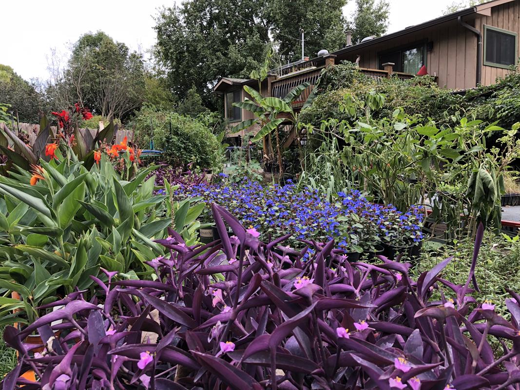 Recent Projects – Low Maintenance Landscape